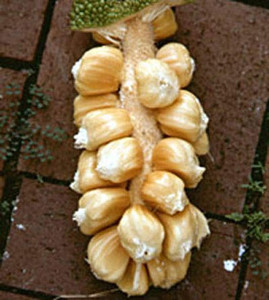 Trothic Gardens Tropical Rare Jackfruit Live Plant ' Cheena ' Dwarf ...