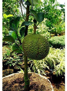 Trothic Gardens Rare Dwarf" Cochin" Mini Jackfruit Variety Grafted 1 ...