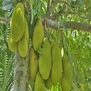 Trothic Gardens Rare Dwarf"Golden Nugget" Supper Sweet Jackfruit ...