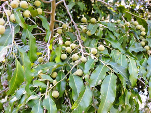 SHOP 360 GARDEN Putranjiva Roxburghii, Lucky Bean Tree, Putrajivaka ...