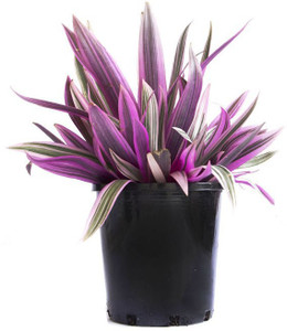 Vijay Sales Rhoeo Plant Price in India - Buy Vijay Sales Rhoeo Plant ...