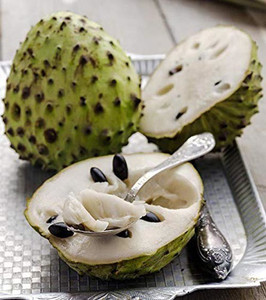 Trothic Gardens Live Plant Graviola Annona Muricata Guanabana/Mullatha ...