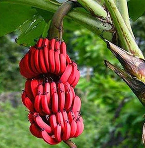 SHOP 360 GARDEN RED BANANA / MUSA ACUMINATA / SEVVAZHAI PAZHAM ...