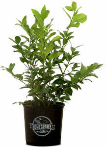 Dia Lemon Plant Price in India - Buy Dia Lemon Plant online at Flipkart.com