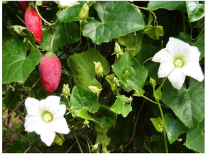 MODERN PLANT Kundru/Ivy Gourd Plant Price in India - Buy MODERN PLANT ...