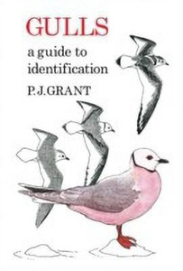 Gulls: A Guide to Identification. 2nd Edition: Buy Gulls: A Guide to ...