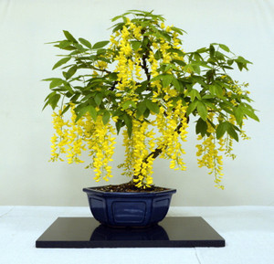 Amaltas amaltash plant Price in India - Buy Amaltas amaltash plant ...