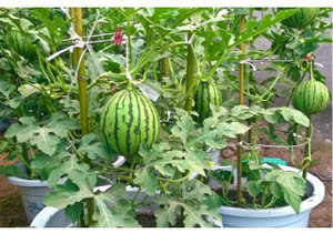 Mozetto Water Melon Seed Price in India - Buy Mozetto Water Melon Seed ...