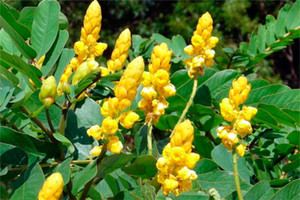 SHOP 360 GARDEN Cassia Angustifolia, Sanay, Senna Medicinal Plant Seeds ...