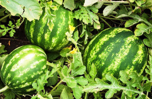 gorgeous moment watermelon Seed Price in India - Buy gorgeous moment ...