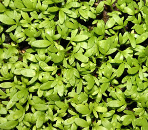 SHOP 360 GARDEN Lepidium sativum, Cress, Garden Cress, Garden pepper ...