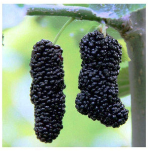 Corofitam Shahtoot/Mulberry Plant Price in India - Buy Corofitam ...