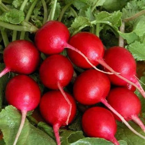 SUNSHINE TURNIP OS SUPER RED BALL VEGETABLES SEEDS (AVG 200 - 250 ...