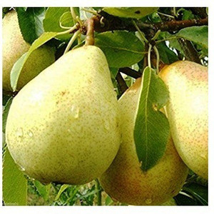 MODERN PLANT Live Naspati-Nashpati-Pear Healthy Fruit Plant Outdoor ...