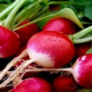 SUNSHINE RADISH HALF RED TONDO SEEDS (AVG 50 - 100) SEEDS X 1 PACKET ...