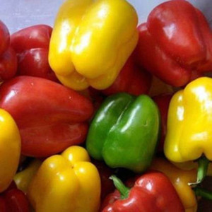 FRESHO Three Color Imported RED/GREEN/YELLOW Mix Capsicum Plant Seeds ...