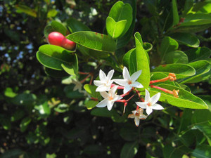 Trothic Gardens Live Plant Cherry Carissa Carandas Tropical Rare Exotic ...