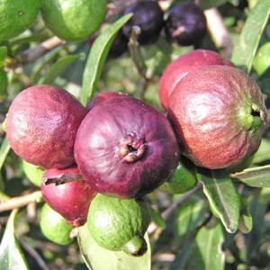 Trothic Gardens Dwarf Guava Red Cherry ''Daeng Thapthim Sayam'' Tree 1 ...