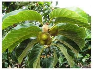 MODERN PLANT Live Badhal fruit Plant With Pot - Healthy Plant Price in ...