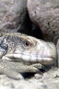 Cape Monitor Lizard Blending Right In Journal: Buy Cape Monitor Lizard ...