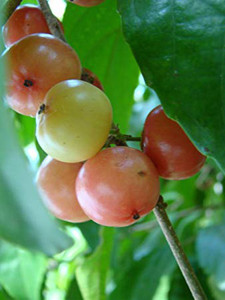 Trothic Gardens Garden Rare Dwarf Lubica Or Lovlolika Tropical Rare ...