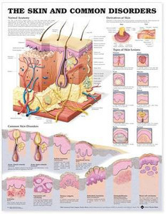 The Skin and Common Disorders Anatomical Chart: Buy The Skin and Common ...