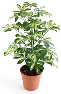 MODERN PLANT Live Plant Saplera Ornamental Decorative Plant - Imdoor ...