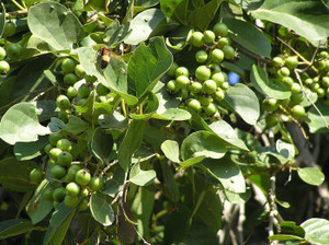 SHOP 360 GARDEN Cordia dichotoma, Fragrant manjack, Lasoda Tenti ...