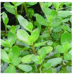 Timbactu Live Neer Brahmi/Bacopa Monnieri Medicinal Plant With Pot ...