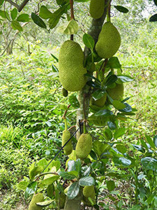 Trothic Jackfruit Plant Price in India - Buy Trothic Jackfruit Plant ...