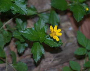 PlantaZee CHINESE WEDELIA SAPLING PLANT, PILABHANGARA, PIVALA-BHANGRA ...