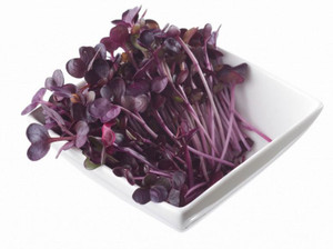 Airex Radish (Sango Red) Microgreen Seeds - Pack Of AVG 50 - 100 Seeds ...