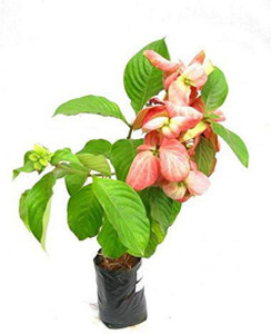 Trothic Pilkhan Plant Price in India - Buy Trothic Pilkhan Plant online ...