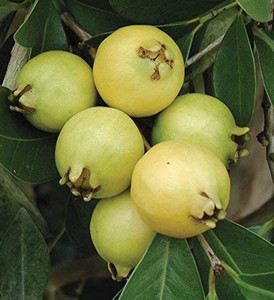 Trothic Guava Plant Price in India - Buy Trothic Guava Plant online at ...