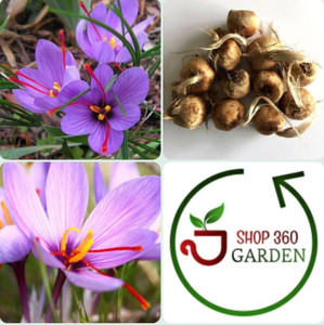 SHOP 360 GARDEN Crocus Sativus Kashmiri Saffron Kesar Bulbs Pack of 6 ...