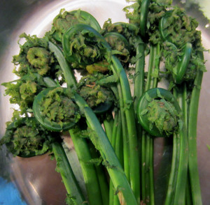 Green India Seeds Green India rai saag Vegetables Hybrid Fress Seeds ...