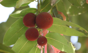 SHOP 360 GARDEN Diospyros malabarica, Gaub tree, Malabar ebony, Black ...