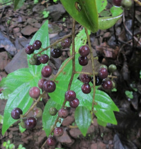 SHOP 360 GARDEN Embelia ribes / Baibidang / Baibadang / Vaividang ...