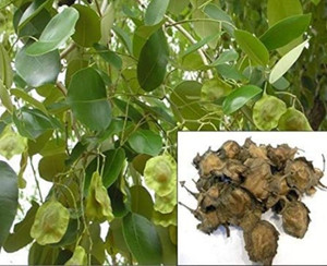 SHOP 360 GARDEN Pterocarpus Santalinus / Red Sandalwood / Red sanders ...