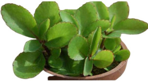 Puspita Bryophyllum Pinnatum/Patharchatta Plant Price in India - Buy ...