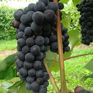 Trothic Gardens Live Rare Exotic Tropical Fruit Grape Vitis Vinifera ...