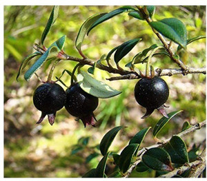 PB REBA PLANT Pomegranate Plant Price in India - Buy PB REBA PLANT ...