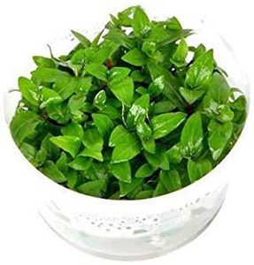 Aquanature IC-464 Tissue Culture Tonina Fluviatilis Aquarium Plant ...