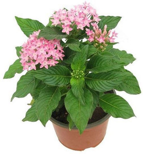 Ganpati sales Pilkhan Plant Price in India - Buy Ganpati sales Pilkhan ...