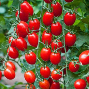 FRESH SEEDS Arka Rakshak F1 Hybrid Tomato(10 Seeds) Seed Price in India ...