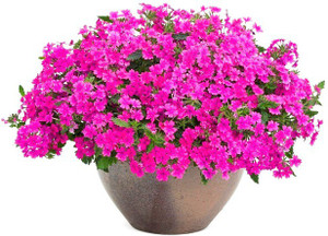 MODERN PLANT Pilkhan Plant Price in India - Buy MODERN PLANT Pilkhan ...