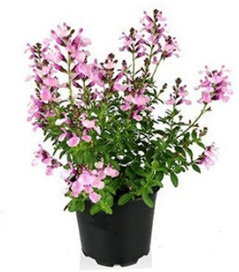MODERN PLANT Pilkhan Plant Price in India - Buy MODERN PLANT Pilkhan ...