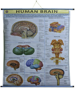 ROLLUP HUMAN BRAIN (PIPE MOUNTED) Photographic Paper - Educational ...