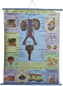 ROLLUP CHART OF KIDNEY SKIN URINARY EXCRETORY SYSTEM Photographic Paper ...