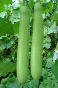 Greenry Gourd Pumpkin Seed(250 Seeds) Seed Price in India - Buy Greenry ...